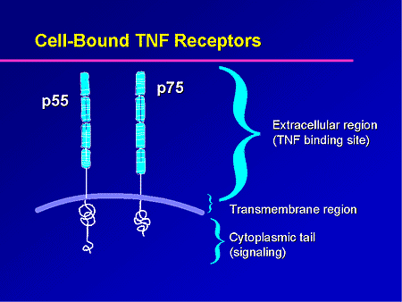 Biologic Therapies for Rheumatoid Arthritis: Navigating the Changing ...