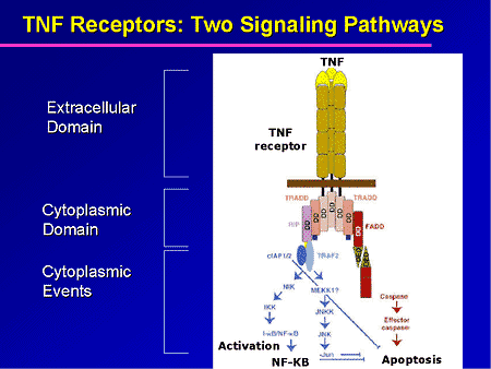 Biologic Therapies for Rheumatoid Arthritis: Navigating the Changing ...