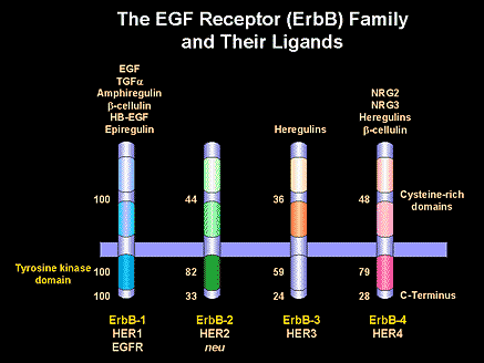 Chemotherapy and Beyond: The Changing Face of Systemic Therapy for ...