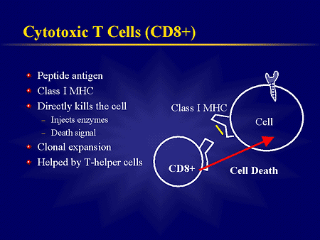 Therapeutic Cancer Vaccines: Targeting the Future of Cancer Treatment