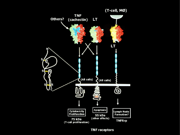 The Evolution of Biologic DMARD Therapy in Rheumatoid Arthritis Management