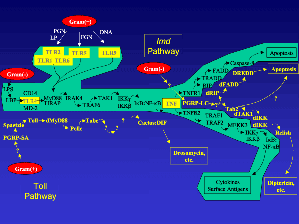 The Evolution of Biologic DMARD Therapy in Rheumatoid Arthritis Management