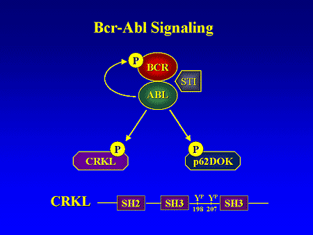 Changing Paradigms in the Treatment and Monitoring of CML