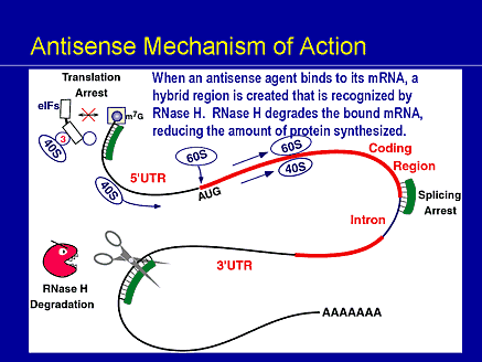 Anti-Sense Molecule Targeted to Protein Kinase C