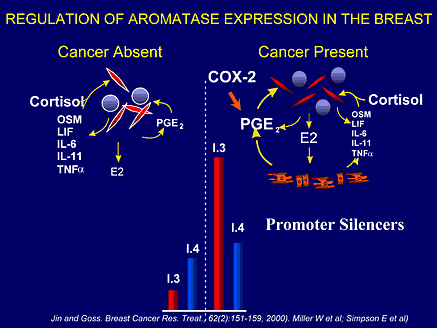 The Role of Anti-Aromatase Agents in New Treatment Strategies for ...