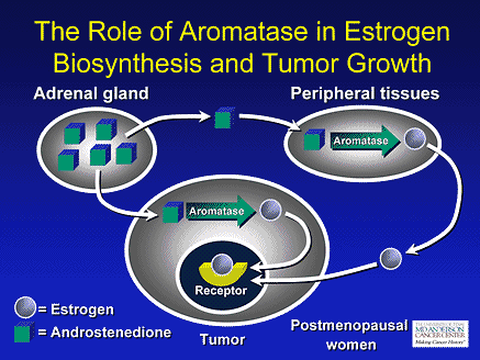 The Role of Anti-Aromatase Agents in New Treatment Strategies for ...