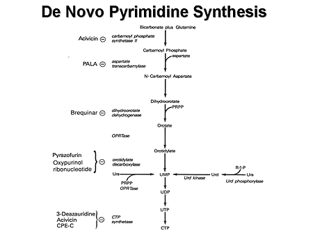 Targeting and Individualizing Therapy in Solid Tumors