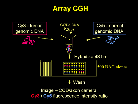 Targeting and Individualizing Therapy in Solid Tumors