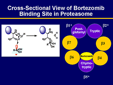 Proteasome Inhibition: A New Pathway in Cancer Therapy