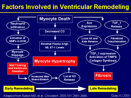 Intersection of Acute Coronary Syndromes and Heart Failure: From the ...