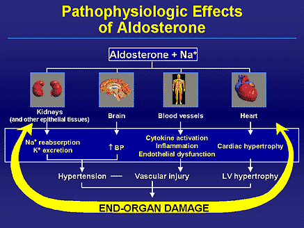 Establishing the Link Between Vascular Inflammation and Aldosterone in ...