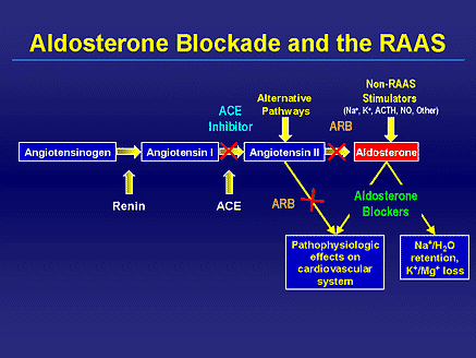 Establishing the Link Between Vascular Inflammation and Aldosterone in ...