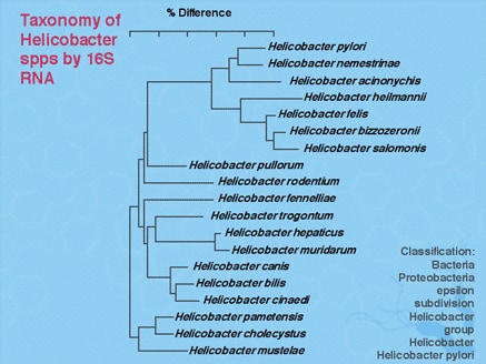 The Treatment of H. pylori: Where are We Now?