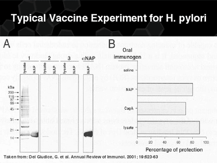 The Treatment of H. pylori: Where are We Now?