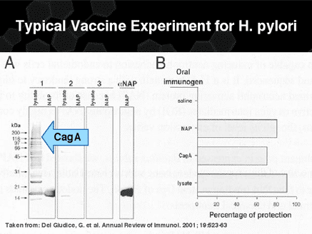 The Treatment of H. pylori: Where are We Now?