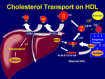 Practice Implications of Recent Hypertension and Lipid Trials: Weighing ...