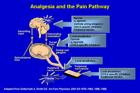 Safe and Effective Management of the Patient with Acute or Chronic Pain ...