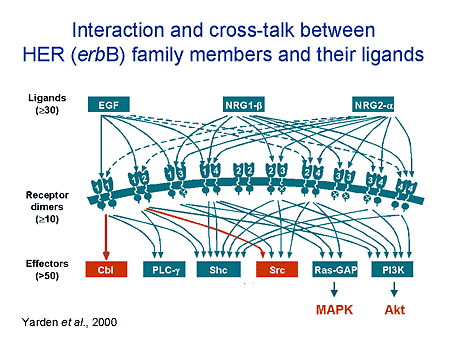 Targeting Critical Pathways in Oncology