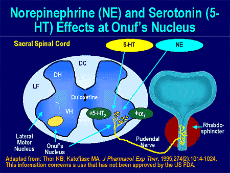 New Horizons in Stress Urinary Incontinence Treatment