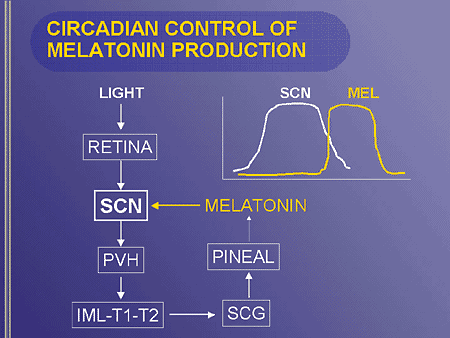 Insomnia and Beyond: The Neurochemical Basis for Targeted Sleep ...