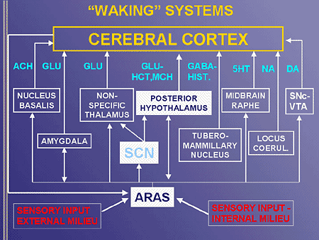 Insomnia and Beyond: The Neurochemical Basis for Targeted Sleep ...
