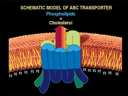 A New Dawn of the Treatment of Dyslipidemia: Cardiovascular Risk ...