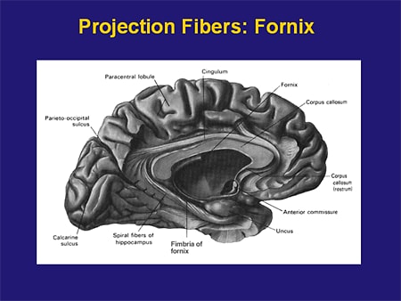 Temporal Lobe Epilepsy: The Current State of Knowledge
