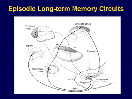 Temporal Lobe Epilepsy: The Current State of Knowledge