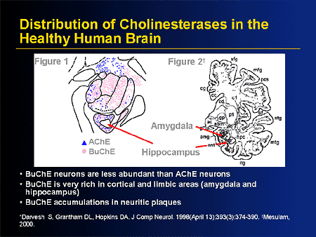 The Treatment of Alzheimer's Disease and Disease Progression Modification