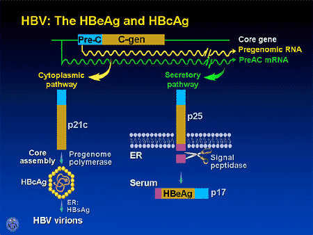 Increasing Efficacy in Chronic Hepatitis B: Evidence-Based Strategies