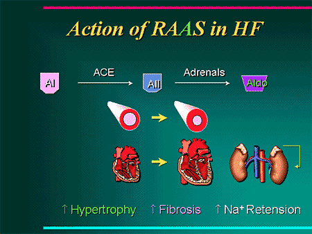 Aldosterone Blockade: The New Key to More Survival in Post-Infarction ...