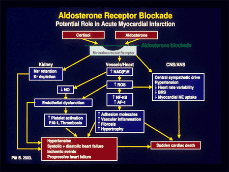 Aldosterone Blockade: The New Key to More Survival in Post-Infarction ...