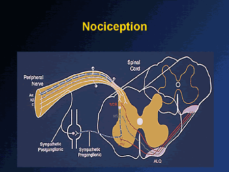 Effective Opioid Therapies Across The Spectrum Of Chronic Pain