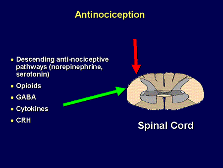 A Primer on Pain Management: Optimal Therapy for the Patient in Pain
