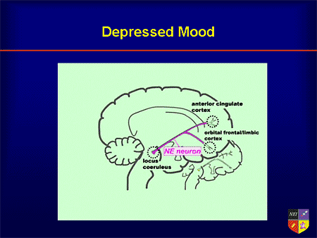 The Neurobiologically Informed Treatment of Affective Spectrum ...