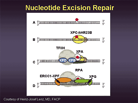 GI Cancer Challenge: Establishing Treatment Strategies Within the ...