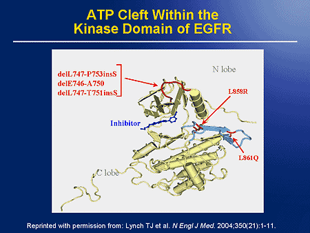 Epidermal Growth Factor Receptor Inhibition: Unanswered Questions and ...