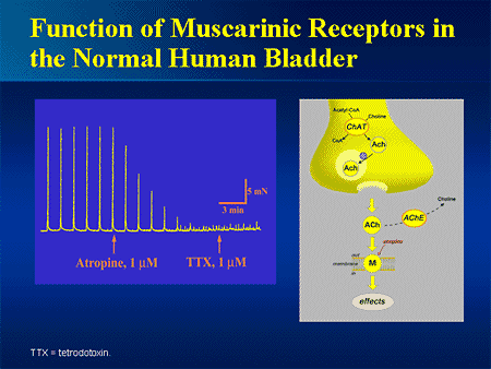 Advances in OAB Therapy: The Promise of M3-Selective Antimuscarinic ...