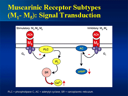 Advances in OAB Therapy: The Promise of M3-Selective Antimuscarinic ...