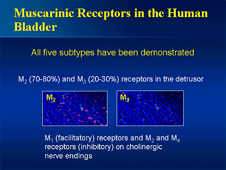 Advances in OAB Therapy: The Promise of M3-Selective Antimuscarinic ...