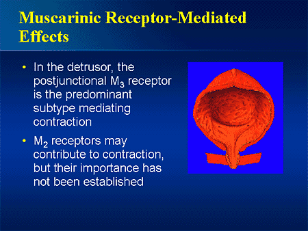 Advances in OAB Therapy: The Promise of M3-Selective Antimuscarinic ...