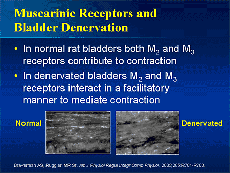 Advances in OAB Therapy: The Promise of M3-Selective Antimuscarinic ...