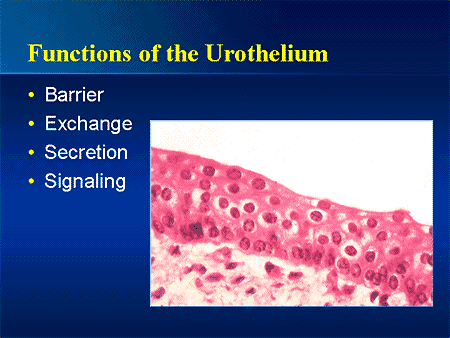 Advances in OAB Therapy: The Promise of M3-Selective Antimuscarinic ...