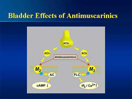 Advances in OAB Therapy: The Promise of M3-Selective Antimuscarinic ...