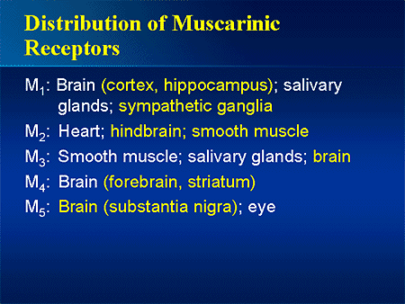 Advances in OAB Therapy: The Promise of M3-Selective Antimuscarinic ...