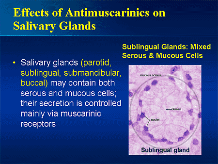 Advances in OAB Therapy: The Promise of M3-Selective Antimuscarinic ...