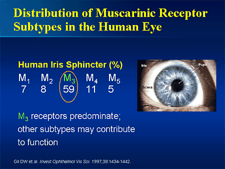 Advances in OAB Therapy: The Promise of M3-Selective Antimuscarinic ...