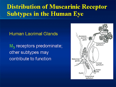Advances in OAB Therapy: The Promise of M3-Selective Antimuscarinic ...