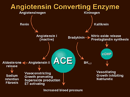 Novel Therapies for Heart Failure: Expanding the Role of Natriuretic ...