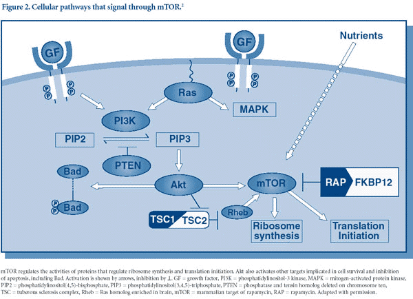 Signal Transduction Inhibition: Current Knowledge, Pathways, and ...